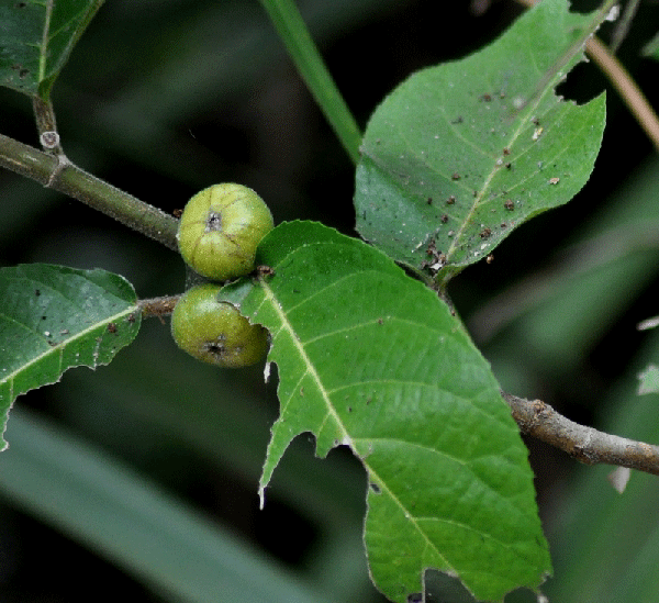 Back of Beyond The NT: Gimbat District/ SouthWest Kakadu Part I