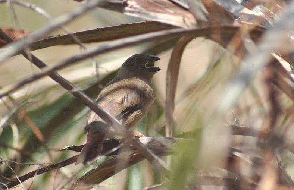 Back of Beyond The NT: Gimbat District/ SouthWest Kakadu Part I