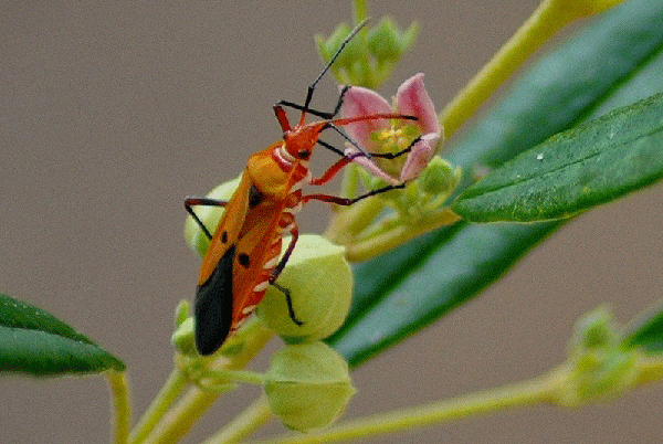 Back of Beyond The NT: Wurrgeng | Cold Weather Season In Gubarra