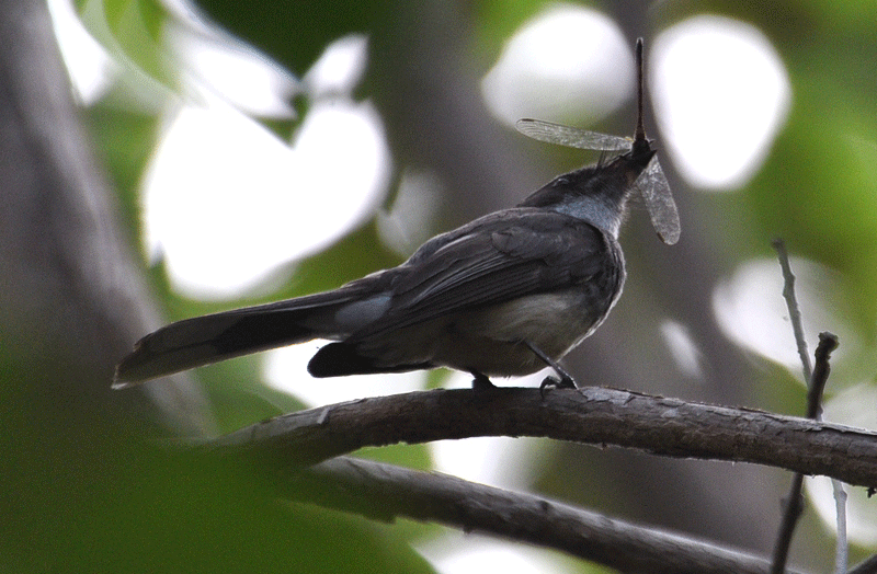Back of Beyond The NT: The Cox Peninsula