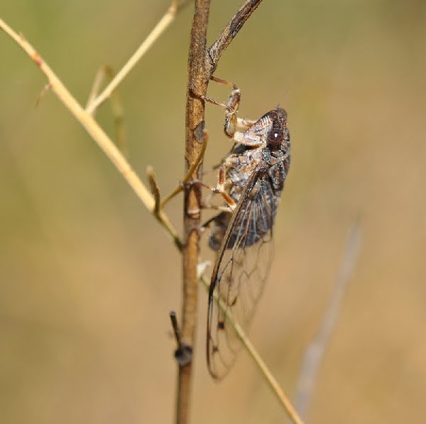 Back of Beyond The NT: Burdulba Creek / Kakadu Part III / November 2010