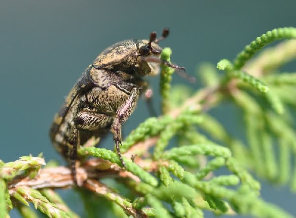 Back of Beyond The NT: Darwin 2011 Wet Season Local Meanderings
