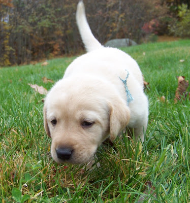 Wilson's Labrador Puppies: 4 weeks old!