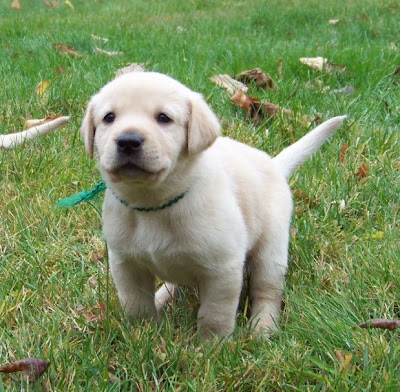 Wilson's Labrador Puppies: 4 weeks old!
