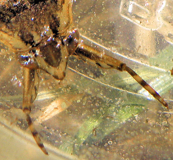 Hoosier Safari: Giant Water Bug