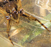 Hoosier Safari: Giant Water Bug