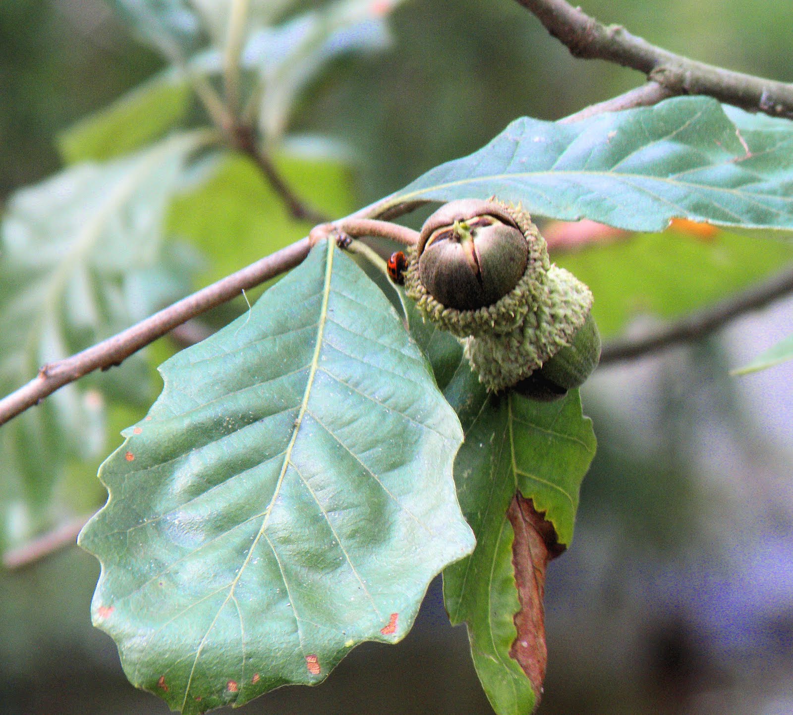 Hoosier Safari: Acorns--It's a Good Year.