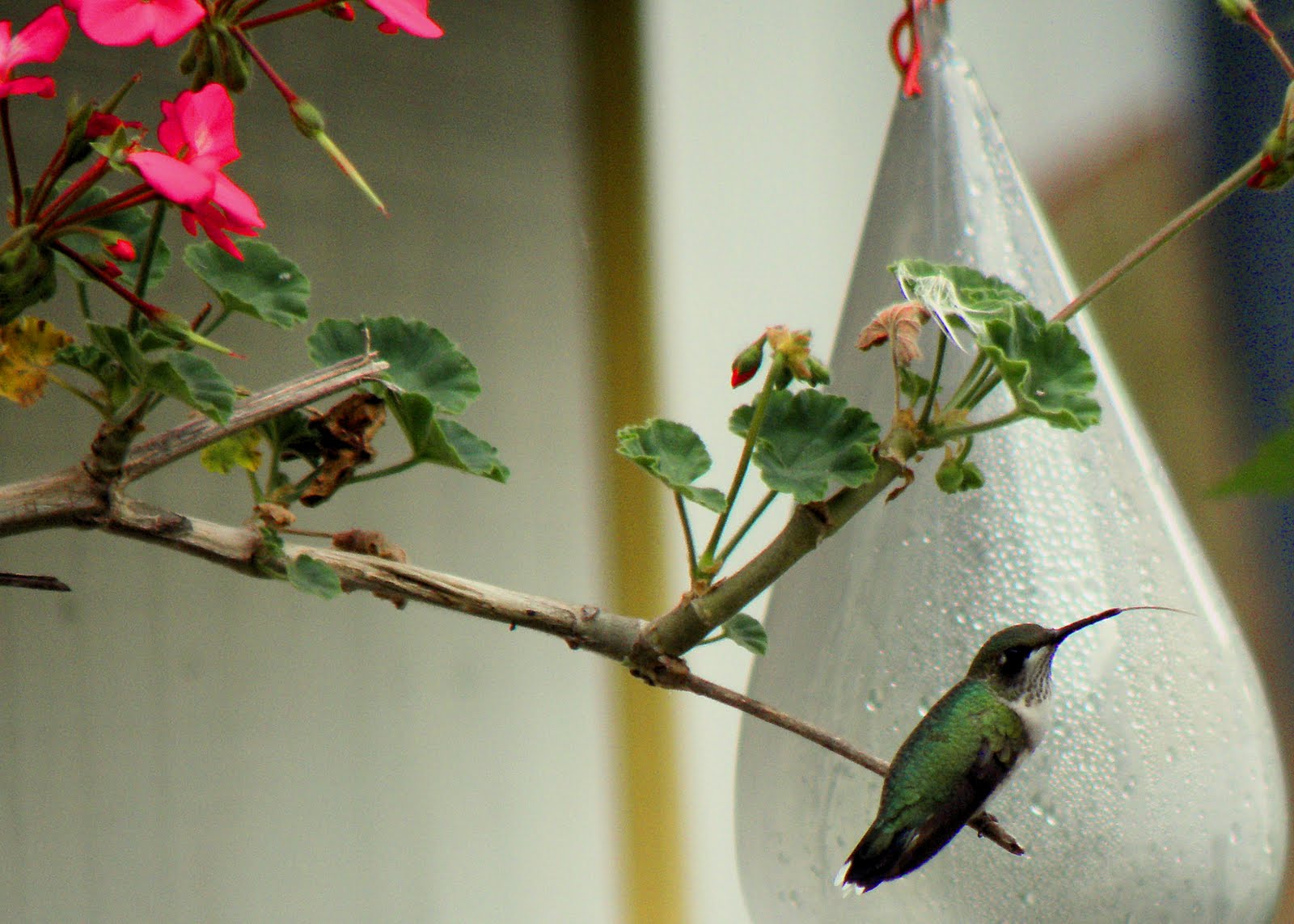Hoosier Safari: Hummingbird