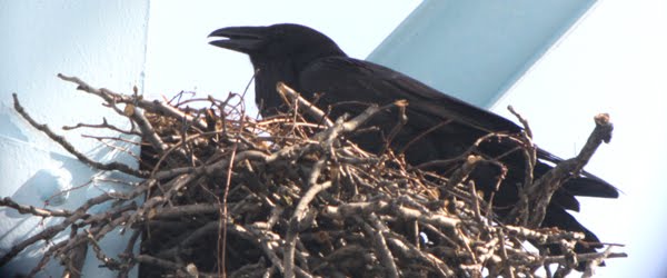 Queens Crap: Ravens nesting in Queens