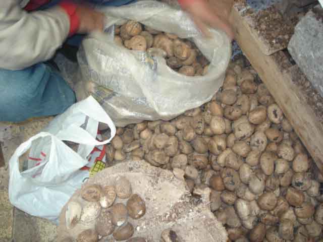 TAGUA ARTESANIAS EN MARFIL VEGETAL: ANILLOS DE TAGUA