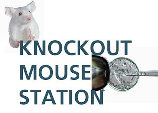 Knockout mice