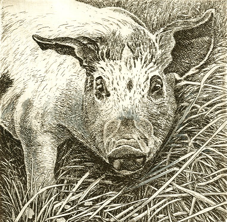 Het varken verbeeld: Han van Hagen