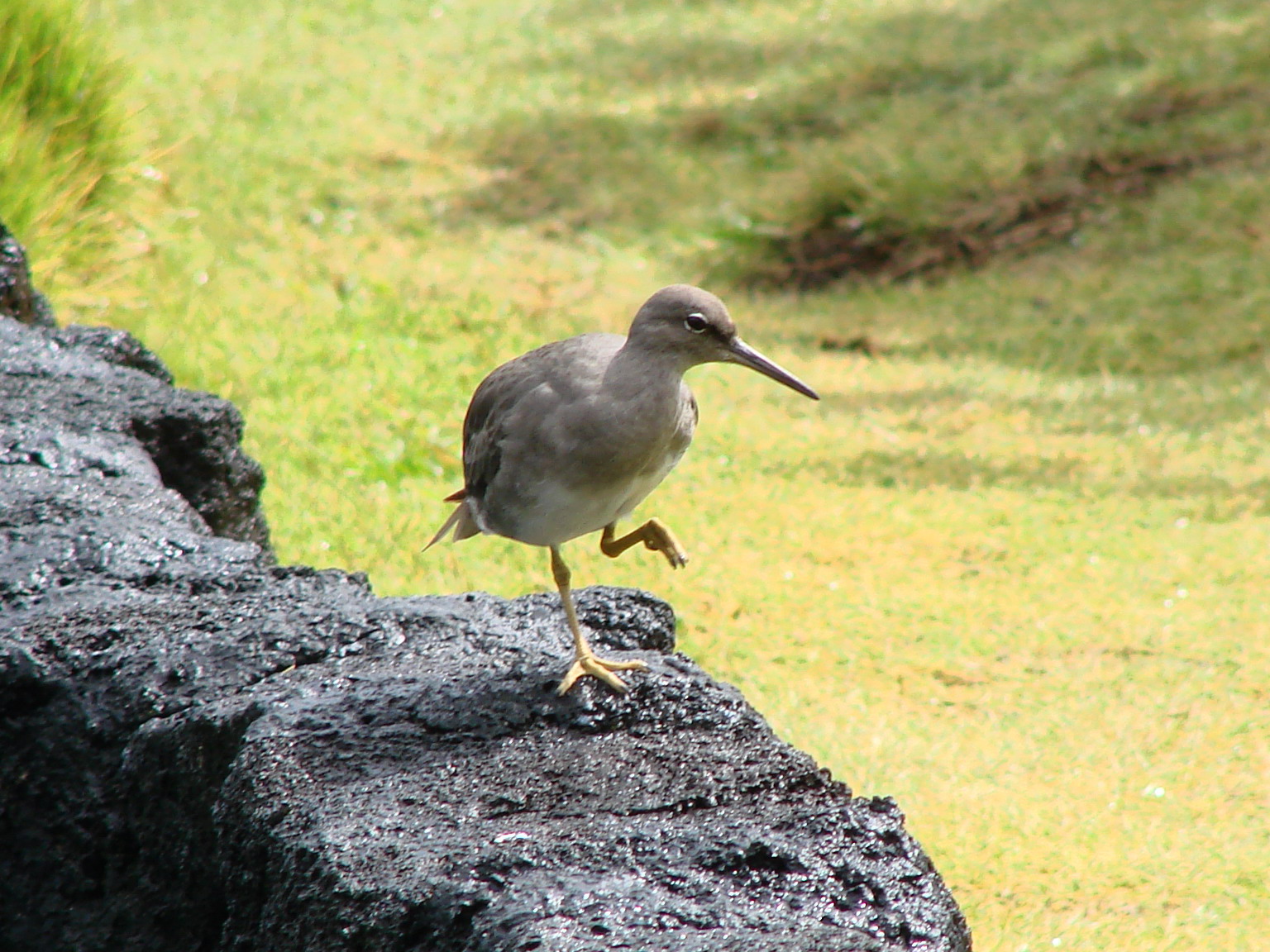 Tails of Birding: Shorebirds in Hawaii Have Remarkable Journeys