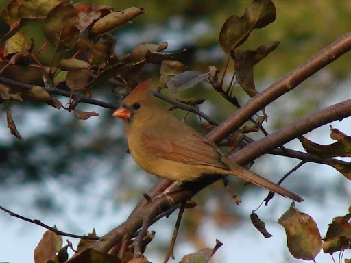 Tails of Birding: Northern Cardinal - A Favorite Bird