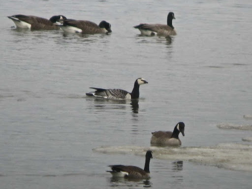 Tails of Birding: Rare Geese