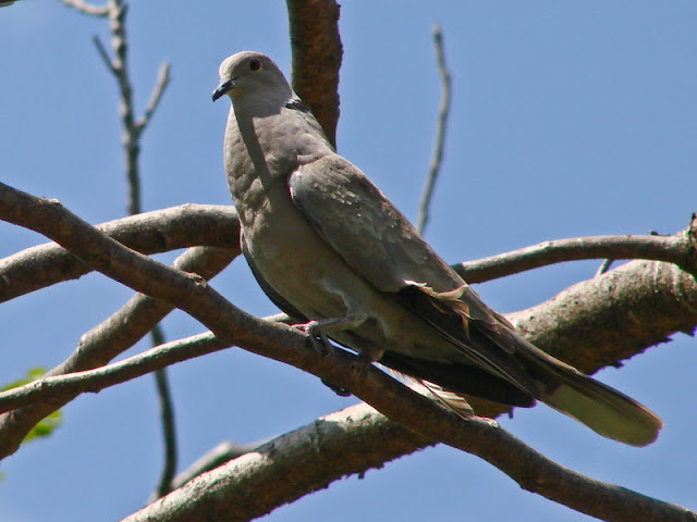 Tails of Birding: Eurasian Collared-Dove