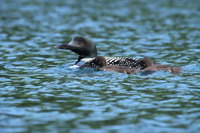 Tails of Birding: Common Loon - Up Close
