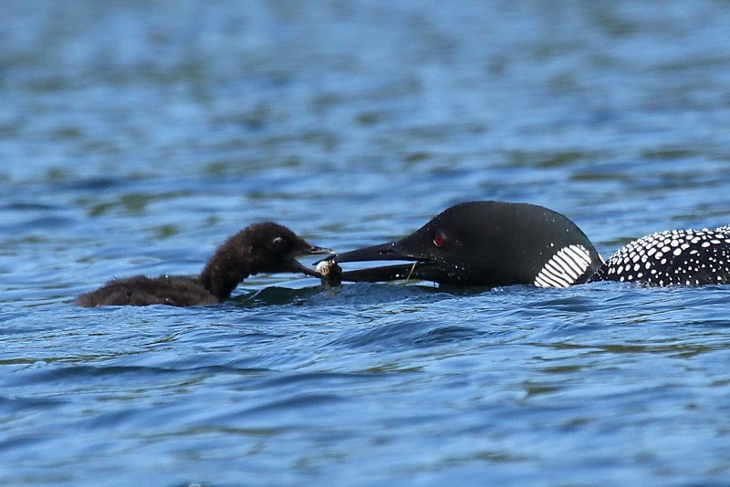 Tails of Birding: Common Loon - Up Close