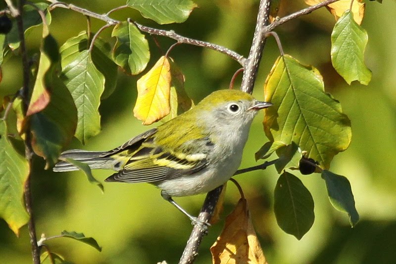 Tails of Birding: A Few Fall Warblers