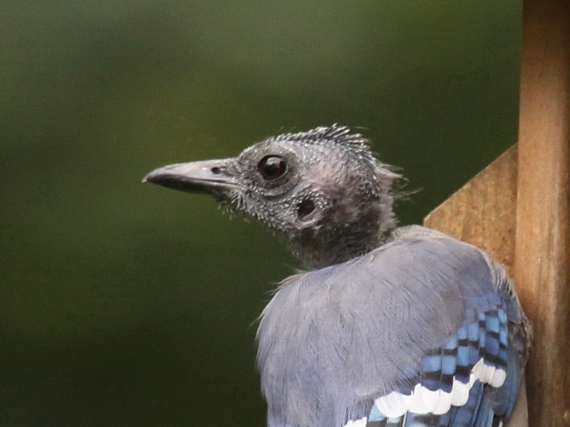 Tails of Birding: Bald-Headed Birds