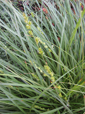 Idora Design: Plant of the Week: Berkeley Sedge
