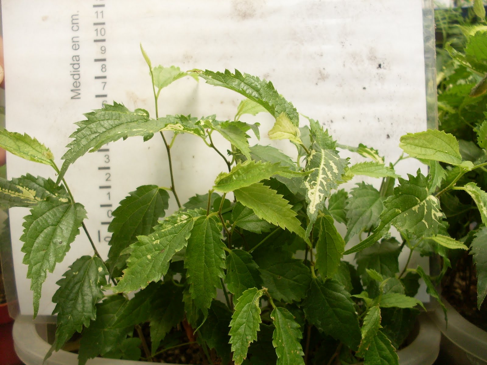 Desde el sur del mundo: ¿Y Cómo van los almácigos de árboles?