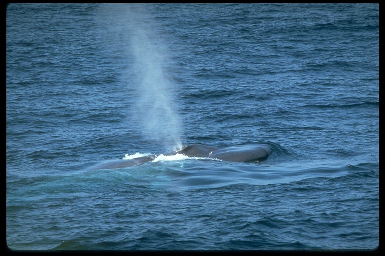 Biggest Animal In World-Blue Whale