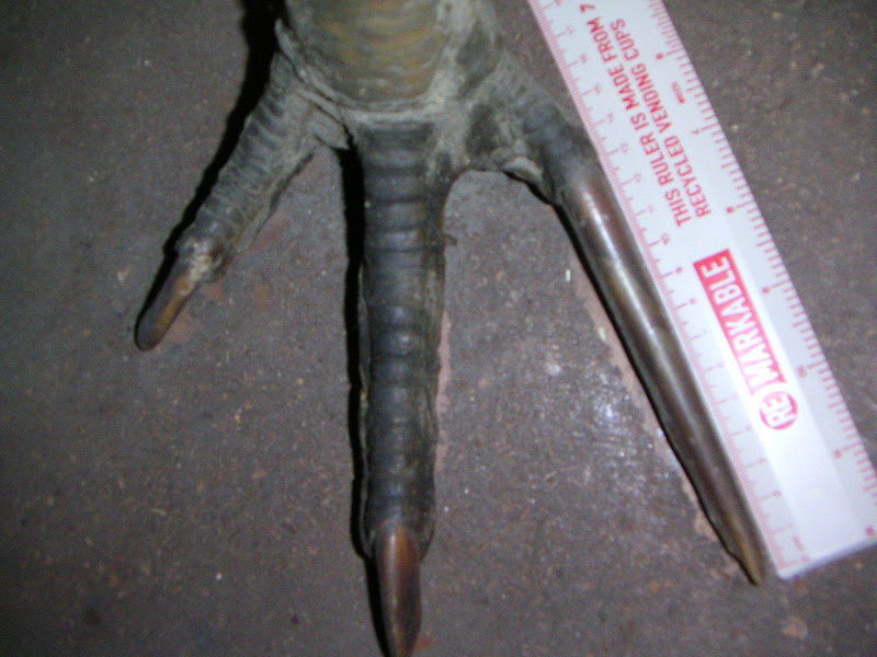 Creative Pictures: World's Most Dangerous Bird - Cassowary