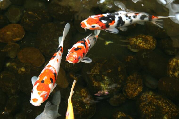 facts around us: koi carp fish | colorful koi fish | japanese koi carp ...