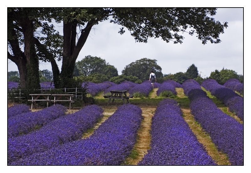 Suasana Kebun Lavender