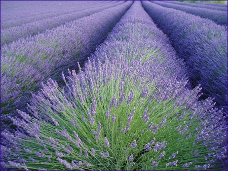 MENGINTIP KEBUN LAVENDER YUKZ ... | UNIC9