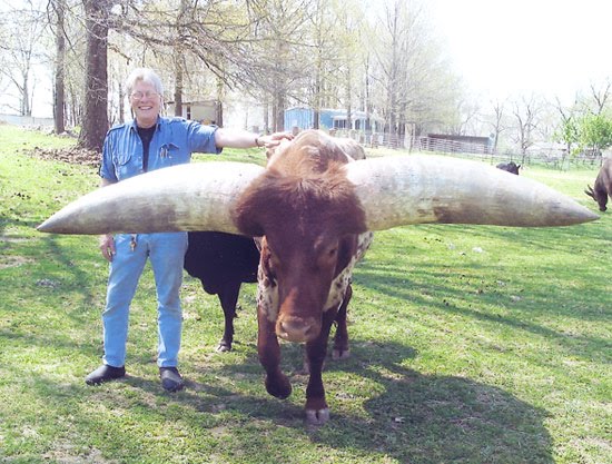 Checkout Everyday: Amazing Cow with Largest Horns