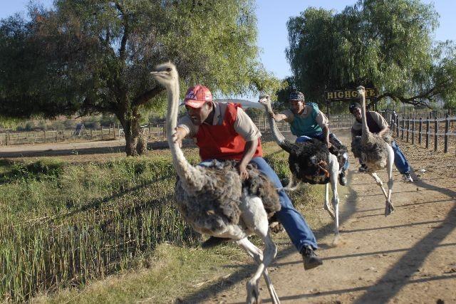 Amaze Pics & Vids: "Ostrich Festival" Ostrich Race Photos - Arizona, USA...