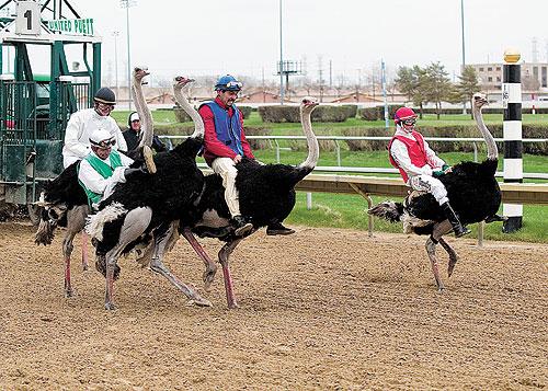 Amaze Pics & Vids: "Ostrich Festival" Ostrich Race Photos - Arizona, USA...