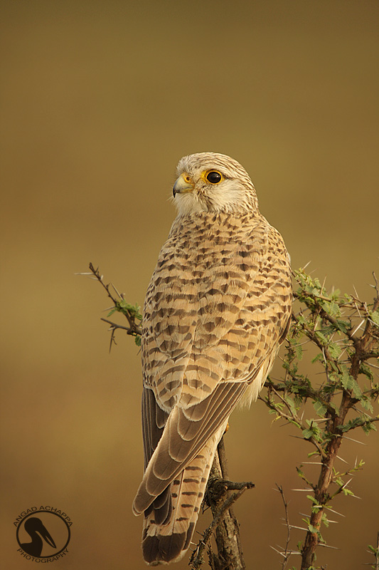 Wildlife photography: Lovely Lady - Common Kestrel (female)
