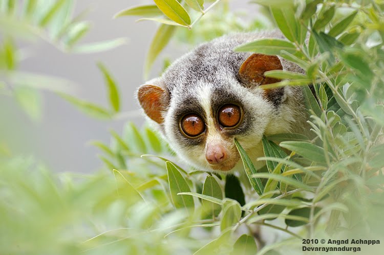 Wildlife photography: Slender Loris