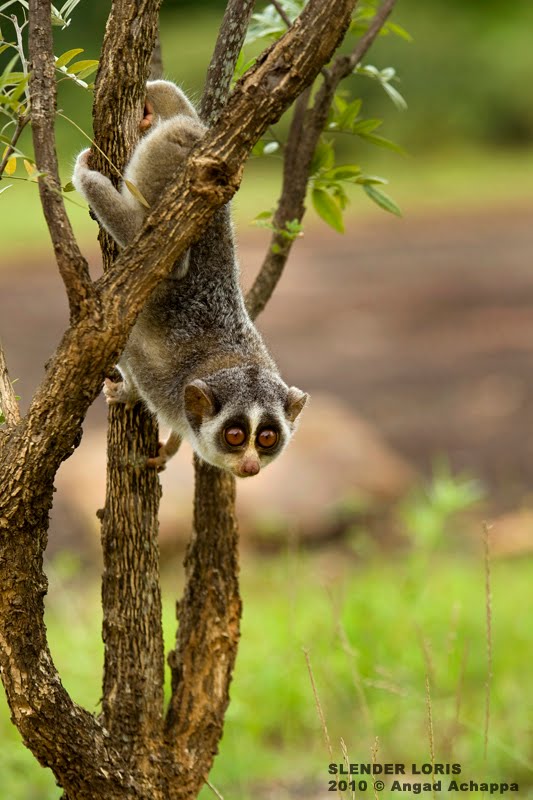Wildlife photography: Slender Loris