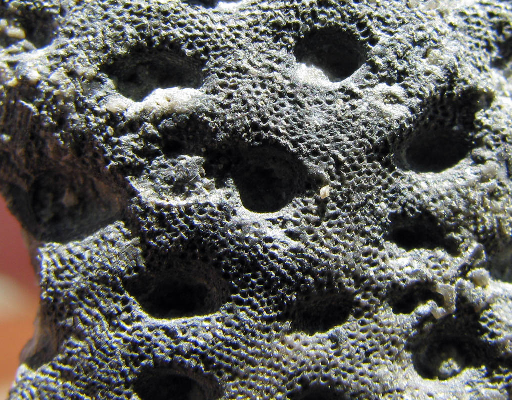 Views of the Mahantango: Bryozoans of the Verulam