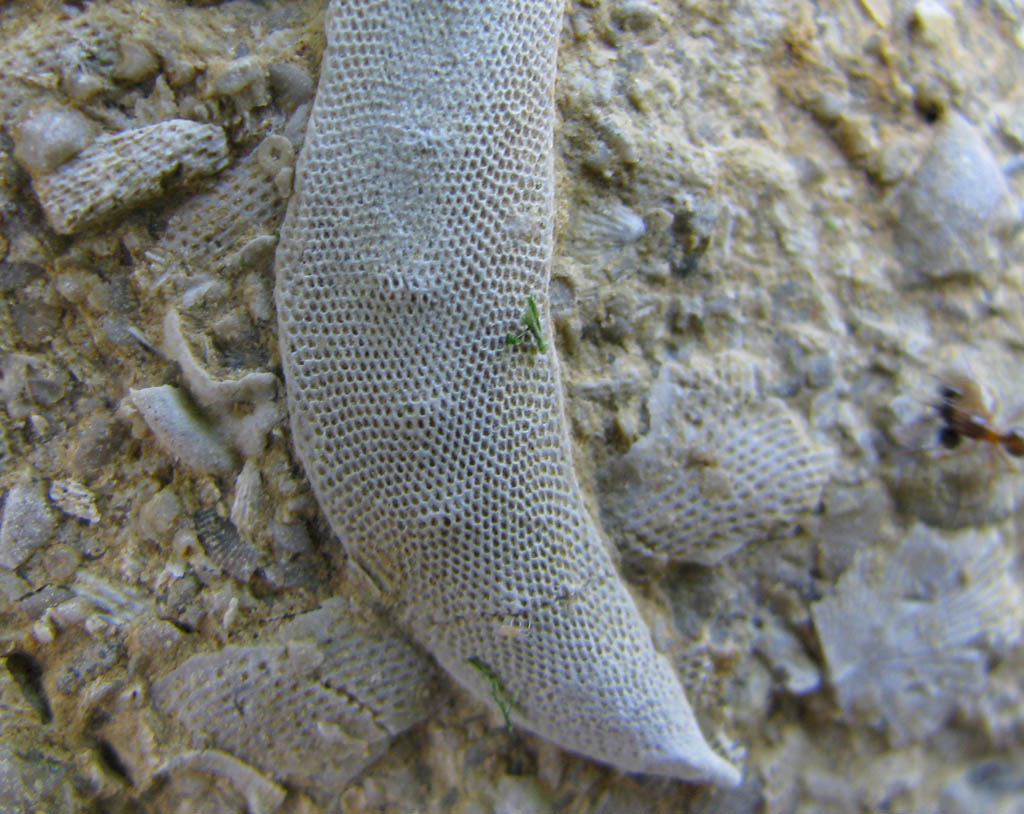 Views of the Mahantango: Bryozoans of the Verulam