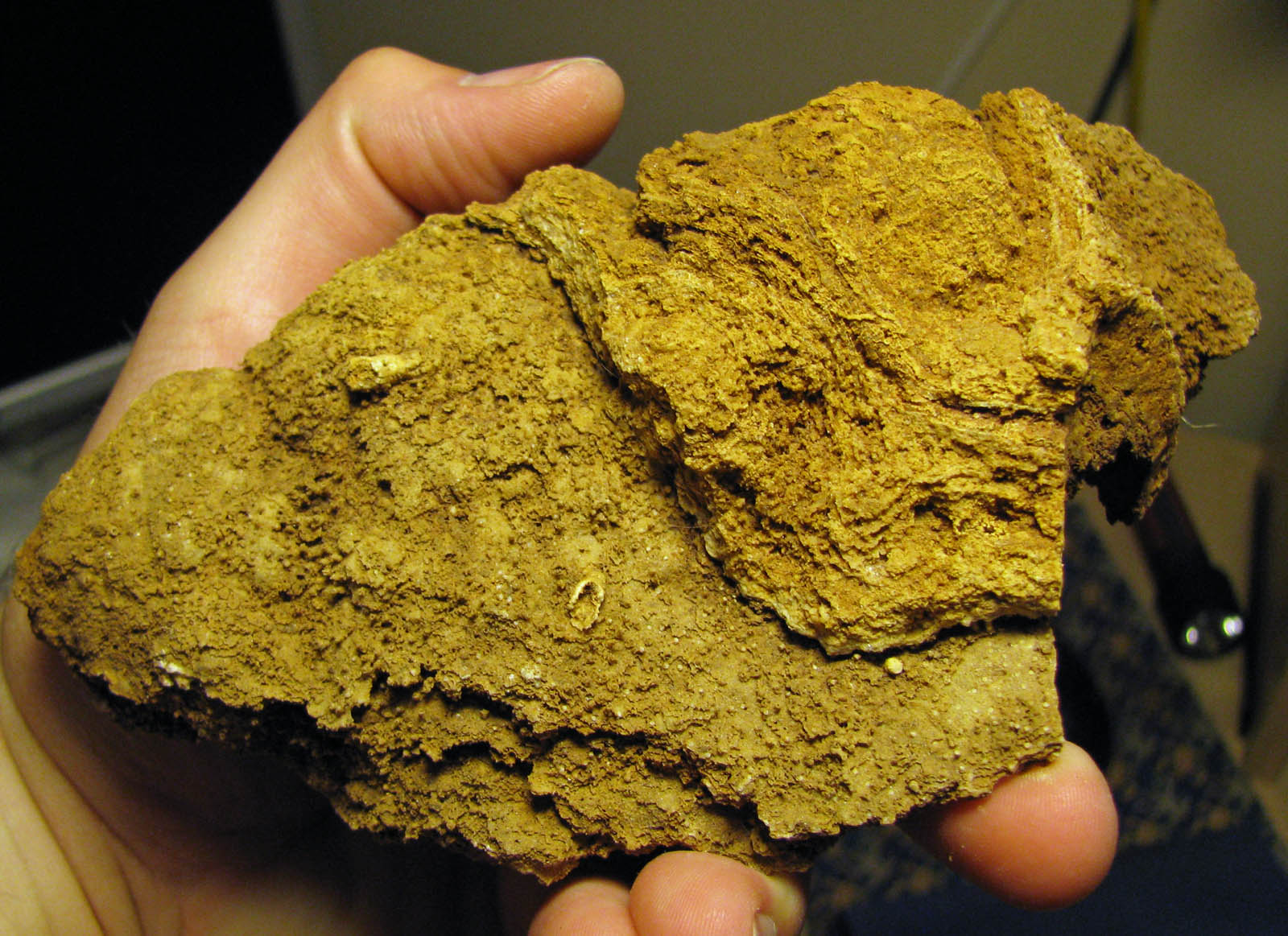 Views of the Mahantango: Stromatoporids