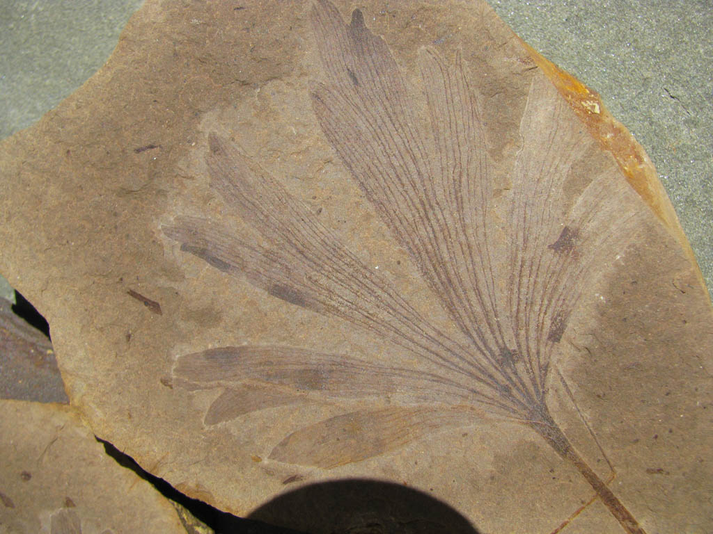 Views of the Mahantango: Living Fossil - Gingko biloba