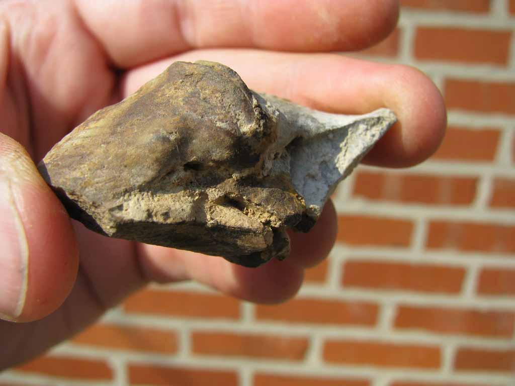 Views of the Mahantango: Large spiriferids from the Mahantango