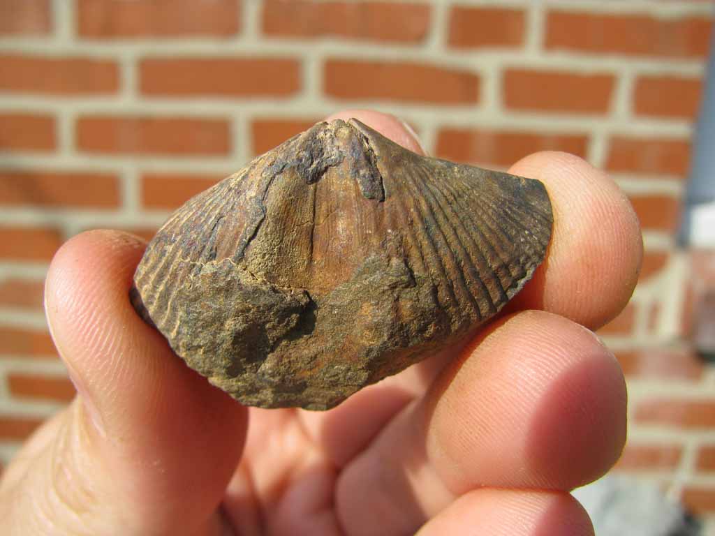 Views of the Mahantango: Large spiriferids from the Mahantango