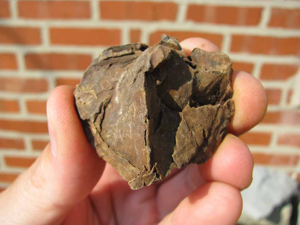 Views of the Mahantango: Large spiriferids from the Mahantango