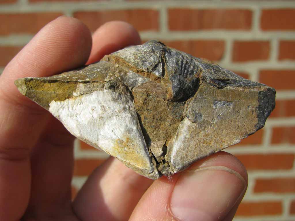 Views of the Mahantango: Large spiriferids from the Mahantango