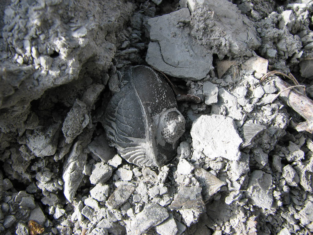 Views of the Mahantango: Phacops (Eldredgops?)