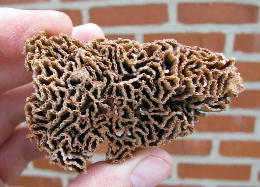 Views of the Mahantango: Halysites