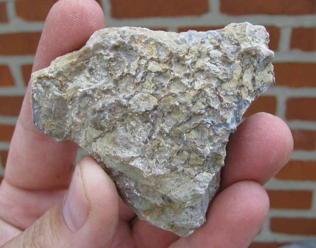 Views of the Mahantango: Halysites