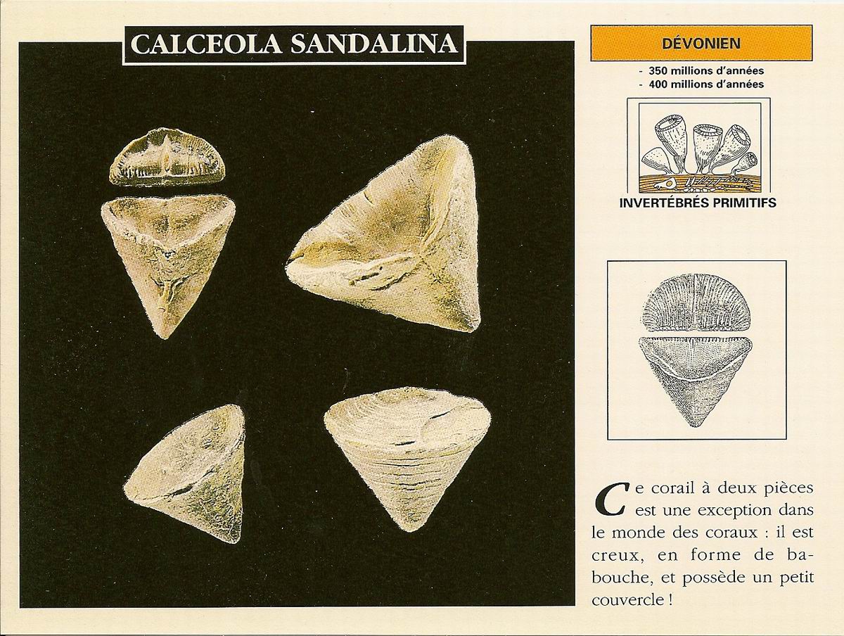 Views of the Mahantango: Calceola