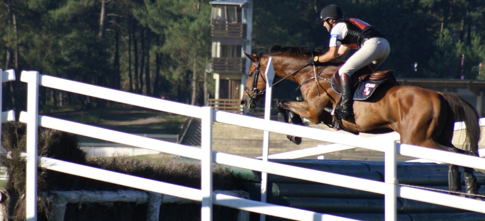 SPORT EQUESTRE LA THEORIE: L'alimentation du cheval de concours complet ...